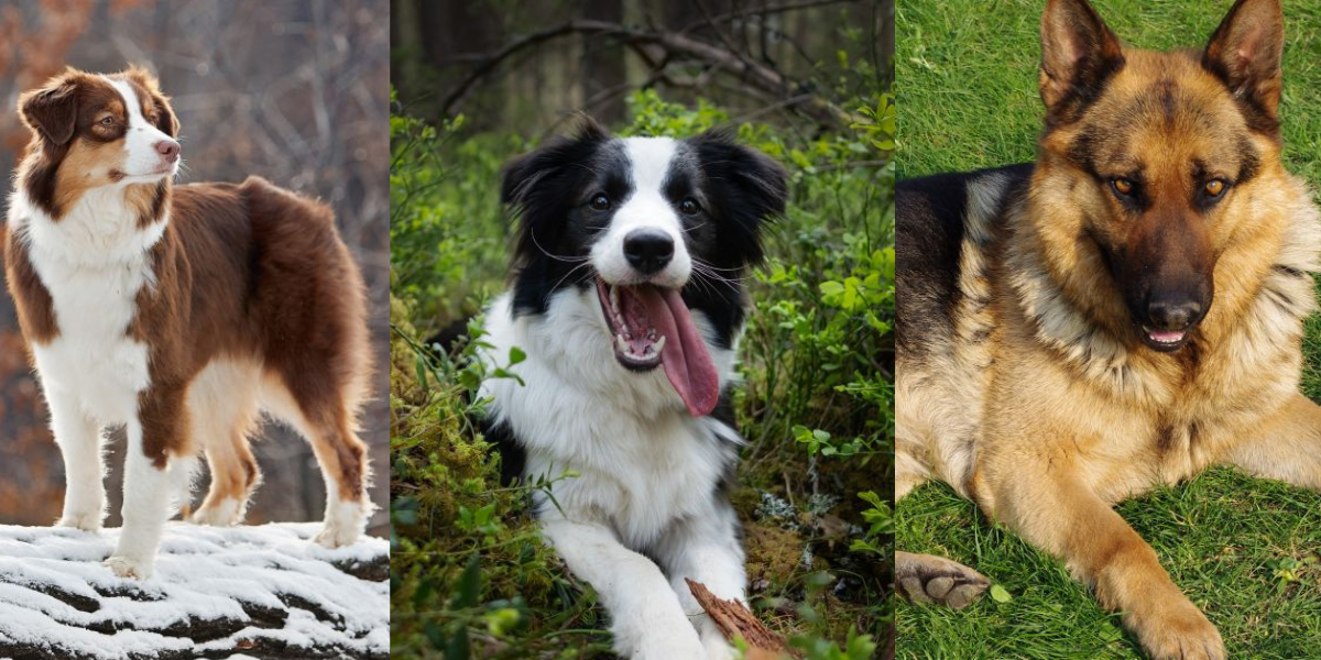 Top 10 Most Athletic Dog Breeds — Ranked from 10 to 1 - Lentedesportiva